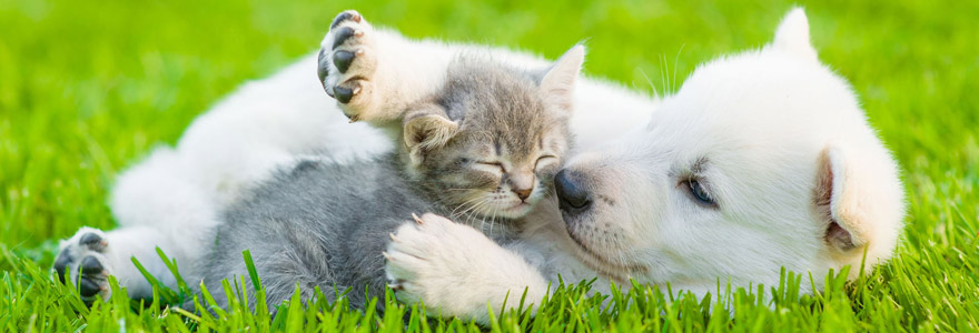 Chaton ou chiot à adopter : se poser les bonnes questions